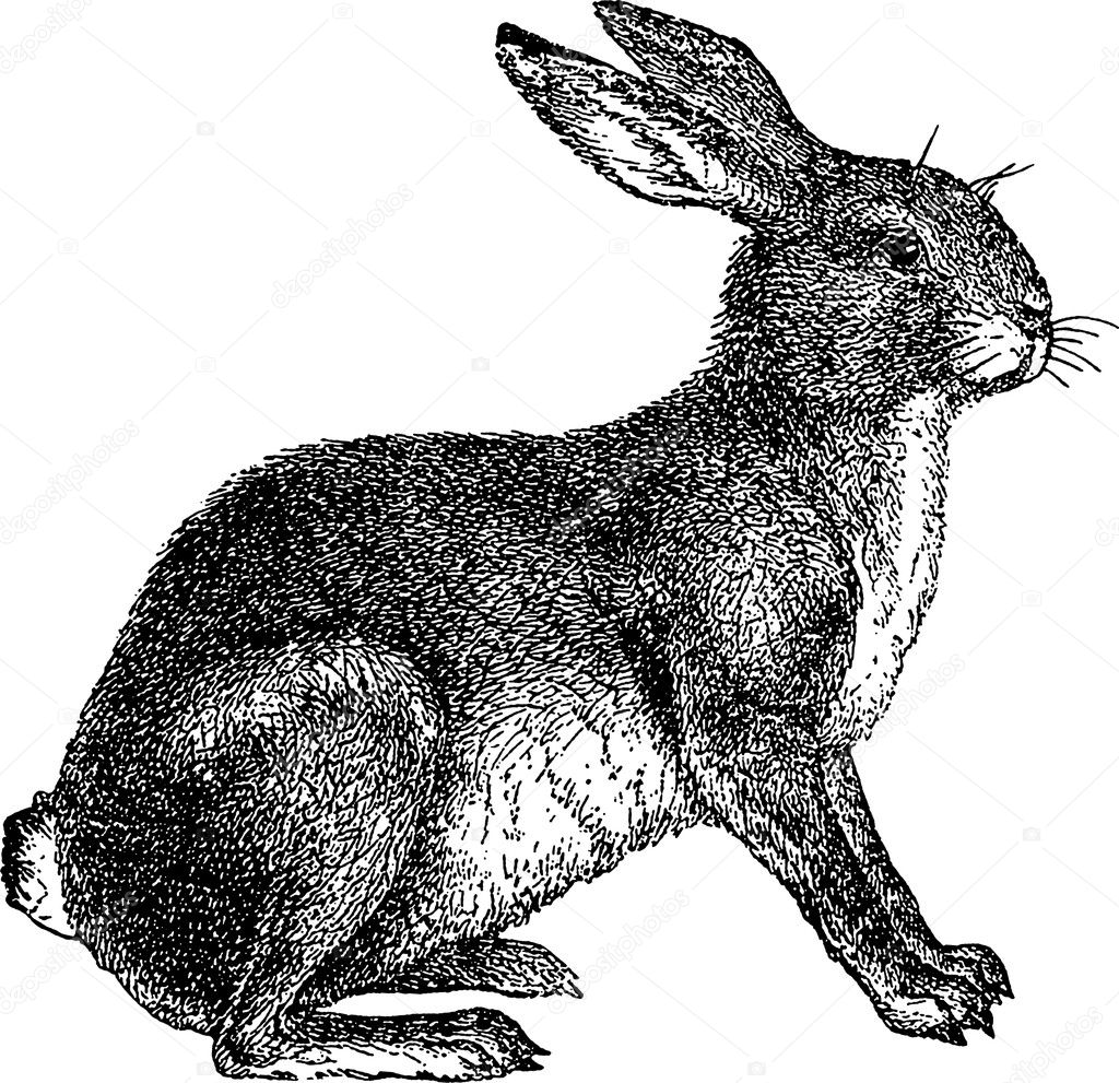 Vintage image rabbit Stock Illustration by ©unorobus.gmail.com #125391478
