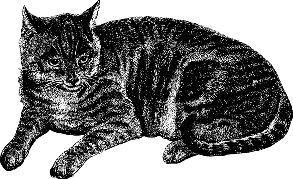 Cat engraving Stock Photos, Royalty Free Cat engraving Images ...