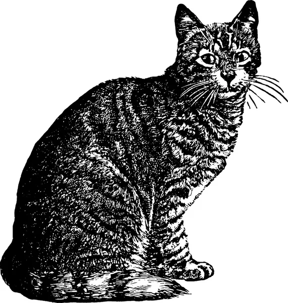 Cat engraving Stock Photos, Royalty Free Cat engraving Images ...