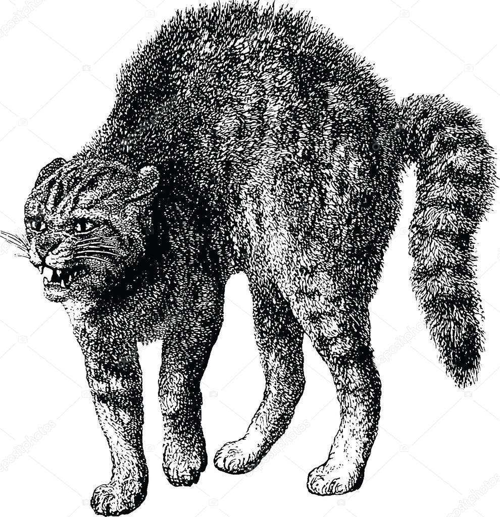 Vintage image angry cat Stock Illustration by ©unorobus.gmail.com ...