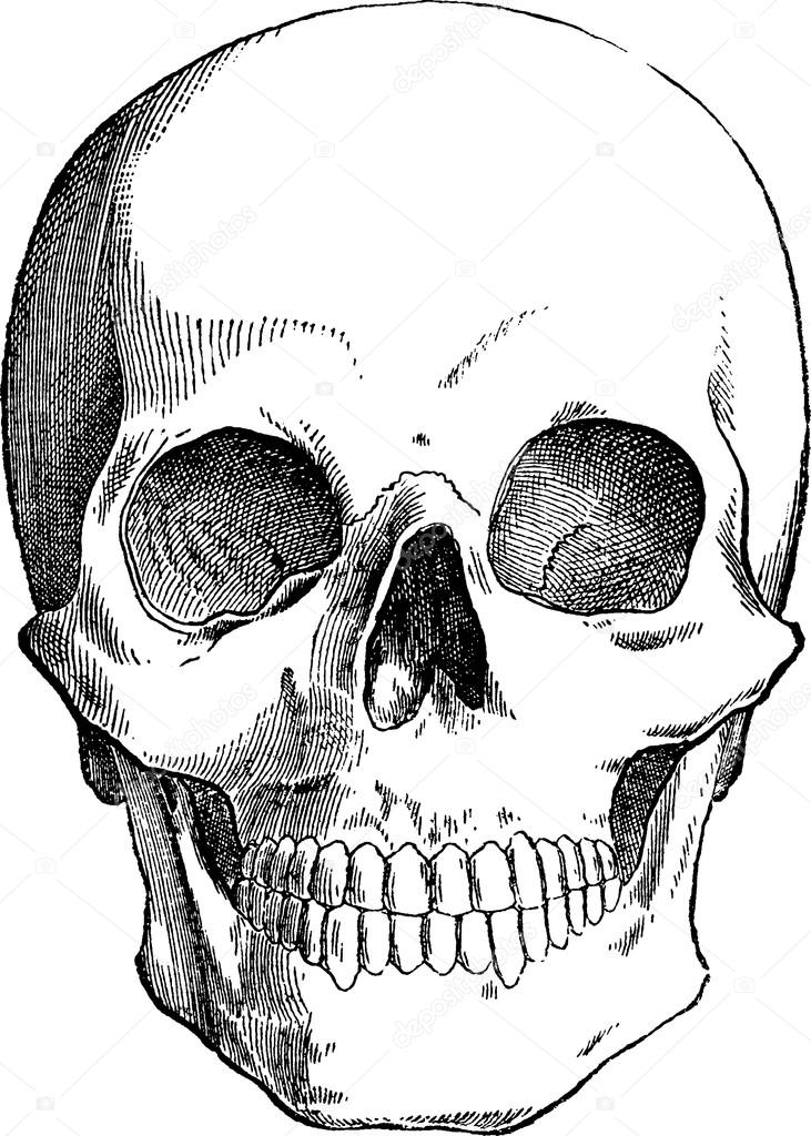 Vintage image human skull Stock Illustration by ©unorobus.gmail.com ...