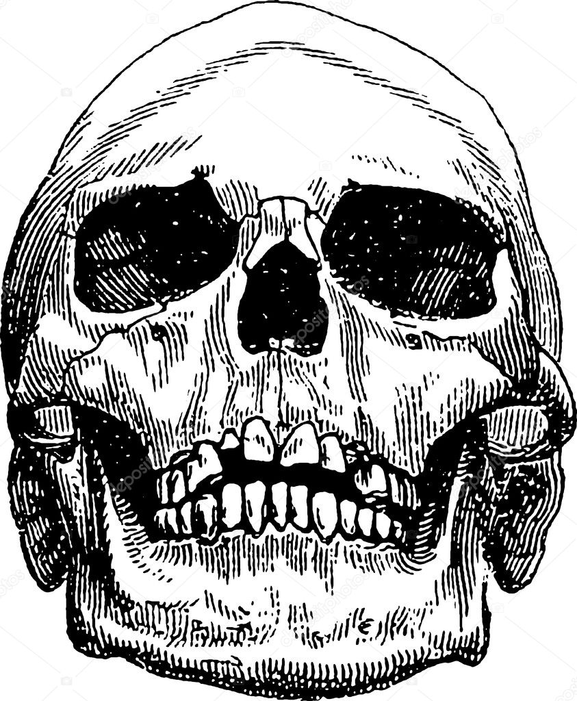 Vintage image human skull Stock Photo by ©unorobus.gmail.com 127433968