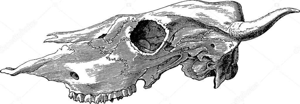 Fotos de Craneo de toros, Imágenes de Craneo de toros ⬇ Descargar ...