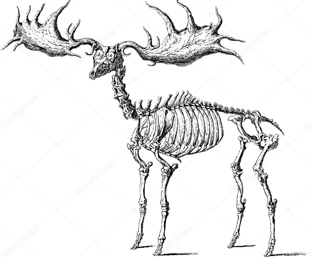 Moose Head Skeleton