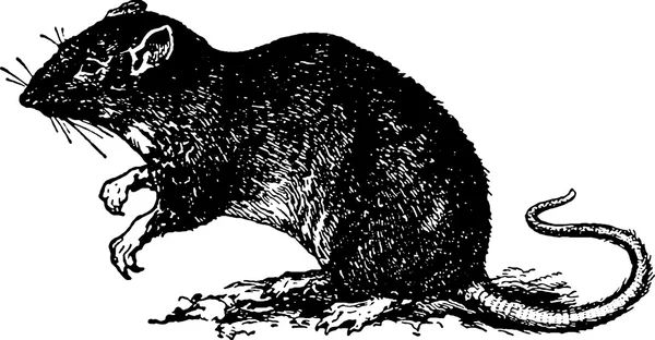 Ratto disegno Stock Photos, Royalty Free Ratto disegno Images ...