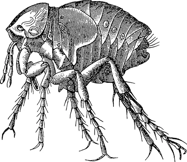 Flea insect Pictures, Flea insect Stock Photos & Images | Depositphotos®