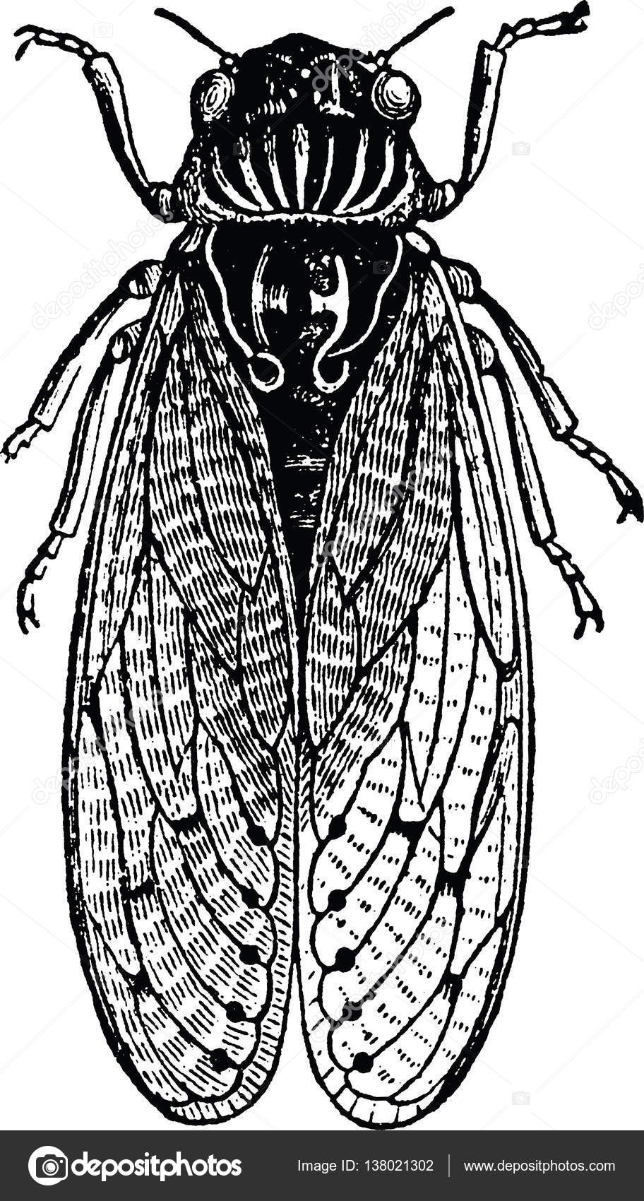 Image Hardy Ramanujanportrettenjpg Uncovering Cicada Image Hardy Ramanujanportrettenjpg Uncovering Cicada