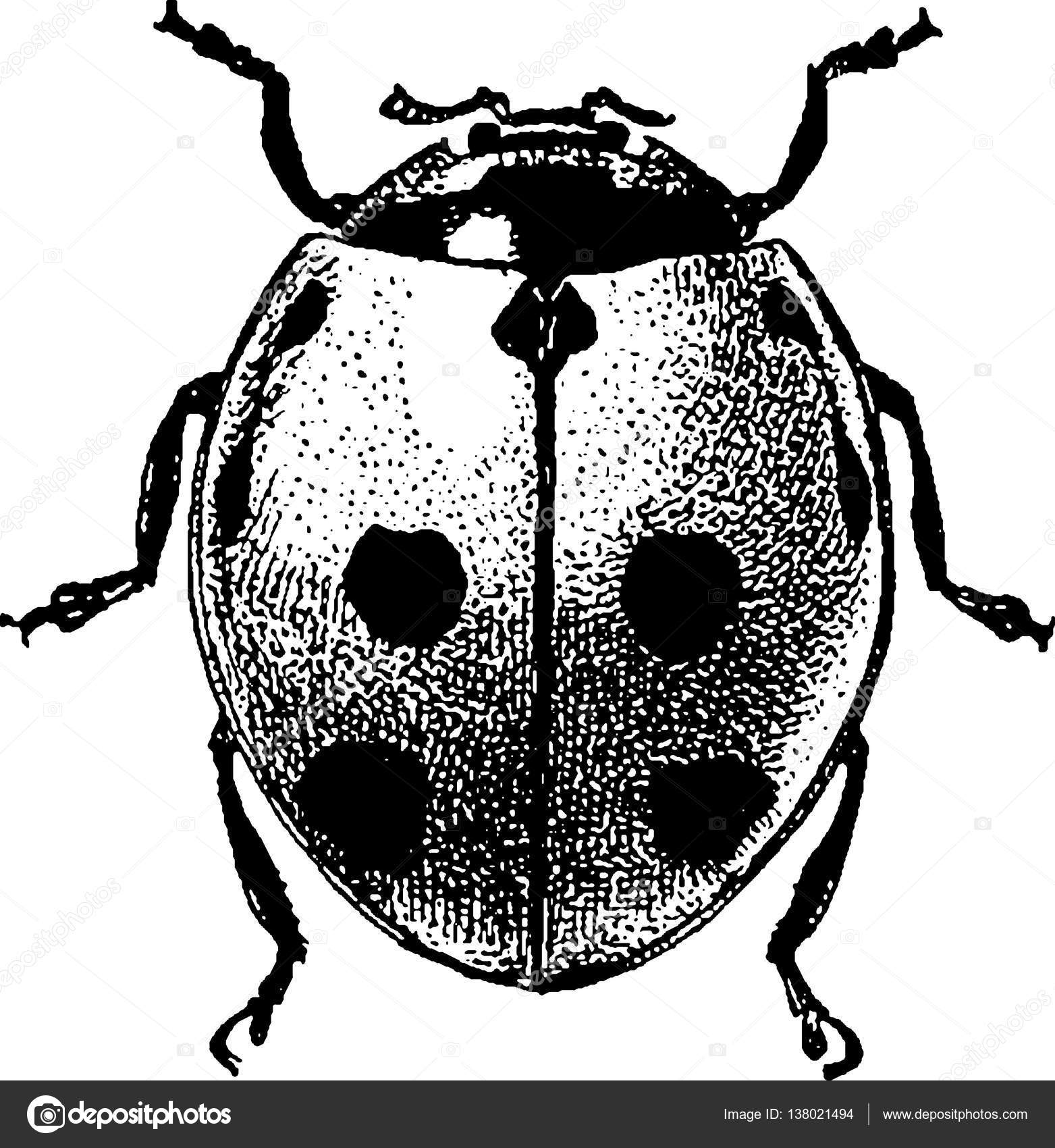 Lady Bug Black And White Clipart
