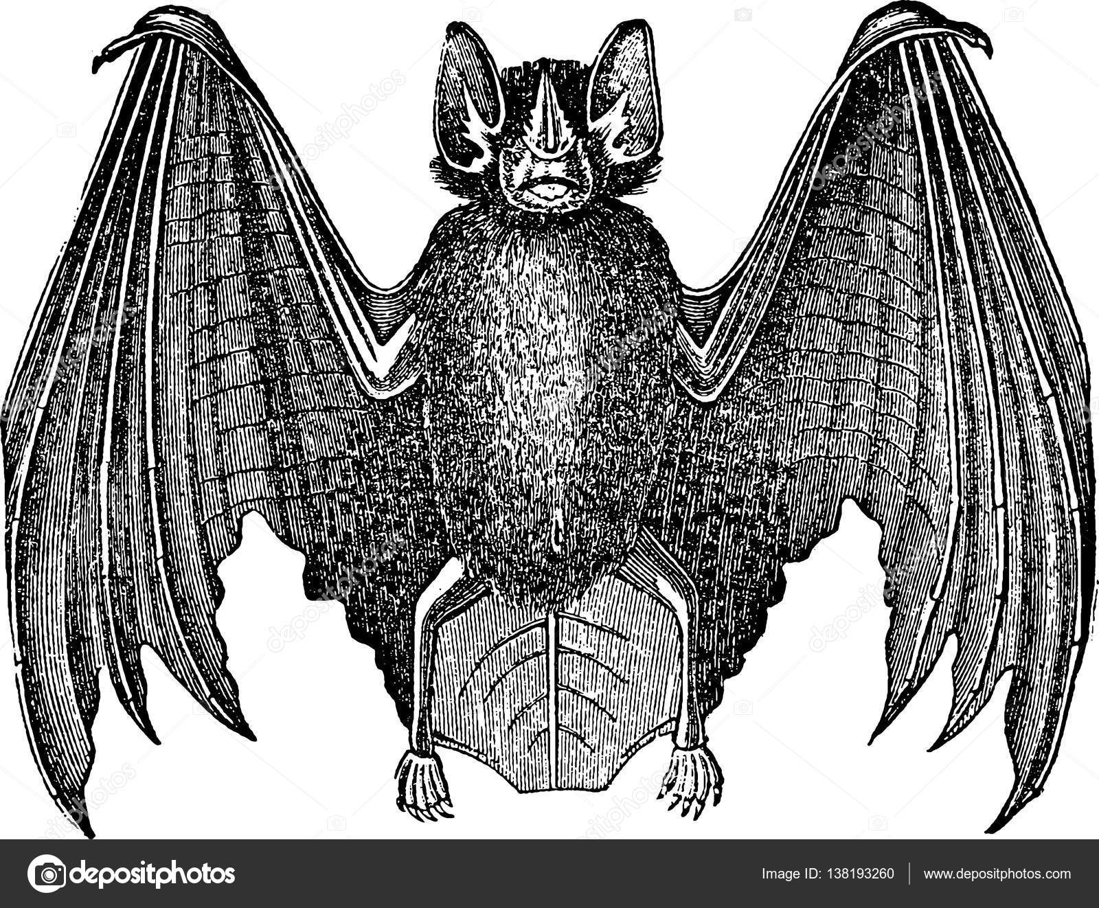 Vintage Bat Illustration