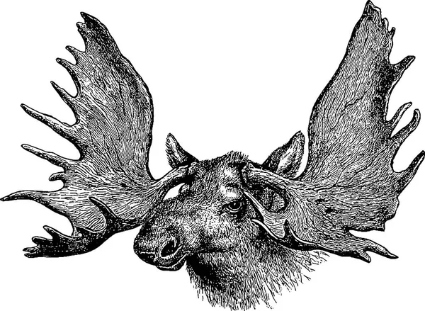 Vintage moose Stock Photos, Royalty Free Vintage moose Images ...