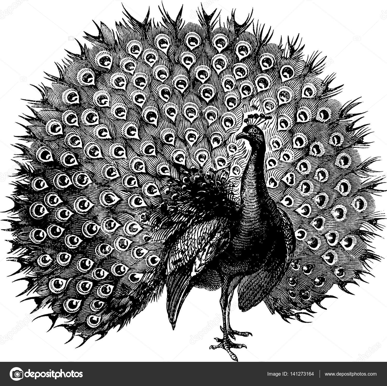 Vintage Peacock Illustration