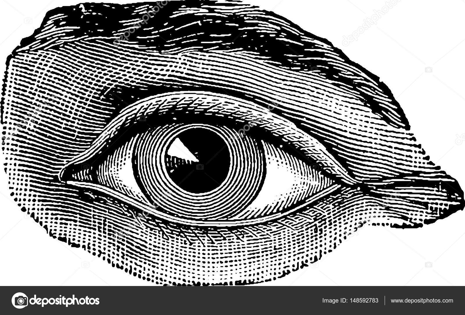 Vintage image eye Stock Illustration by ©unorobus.gmail.com #148592783