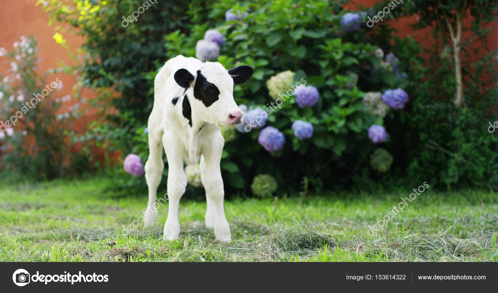 A calf cub in a garden of a farmer who raises him healthily, organic ...
