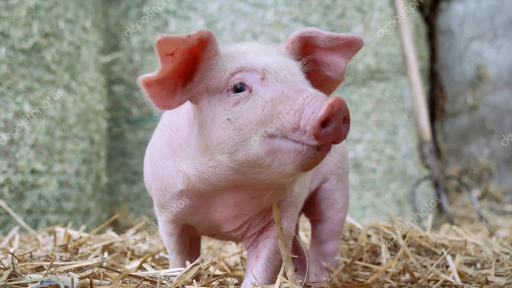 Un lech n reci n nacido parado sobre una paja en la granja. concepto de ...