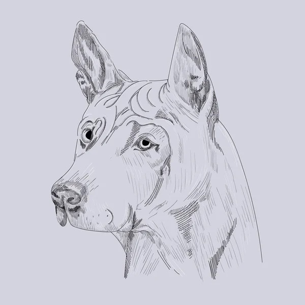 Thai ridgeback Stock Vectors, Royalty Free Thai ridgeback Illustrations ...