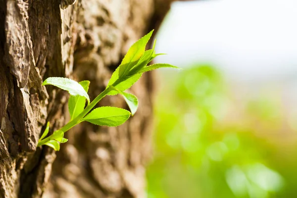 Little branch Stock Photos, Royalty Free Little branch Images ...