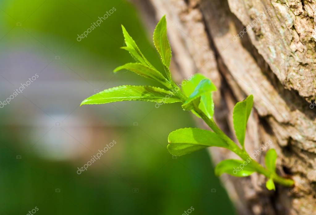 Little branch on a tree on green background — Stock Photo ...