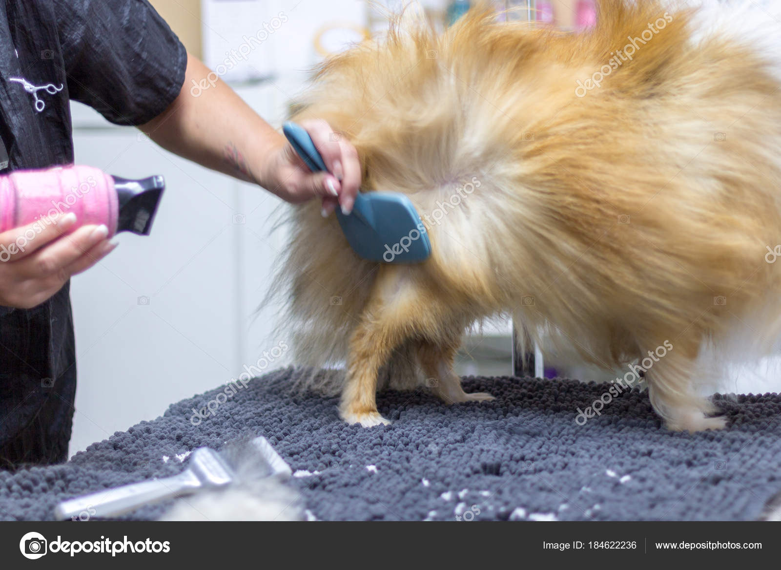 Shetland Sheepdog Sits Table Dog Parlor — Stock Photo ...