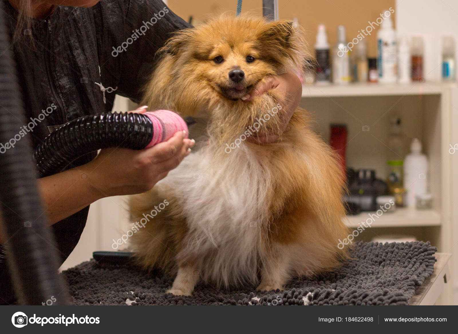 Shetland Sheepdog Sits Table Dog Parlor — Stock Photo ...