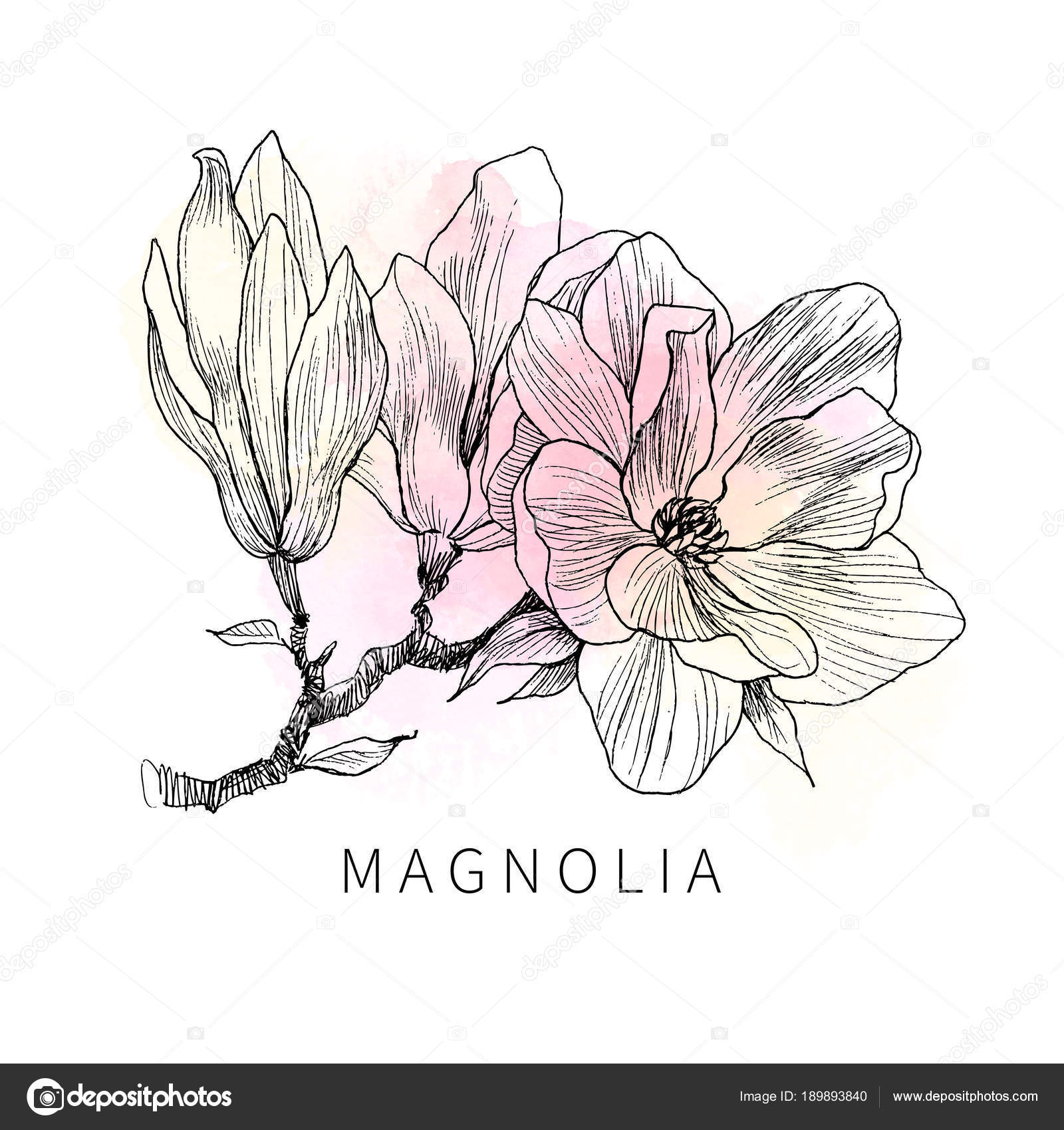 Ink, pencil, the leaves and flowers of Magnolia isolate. Line art ...