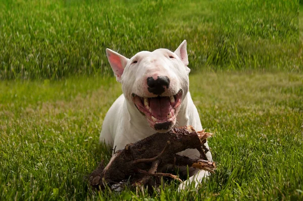 Smiling english bull terrier Stock Photos, Royalty Free Smiling english ...