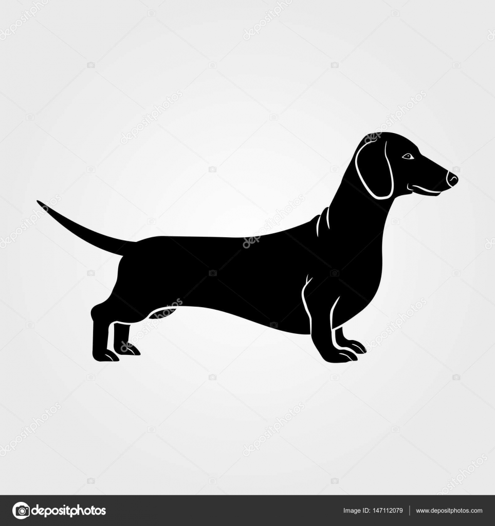 Black And White Wiener Dog