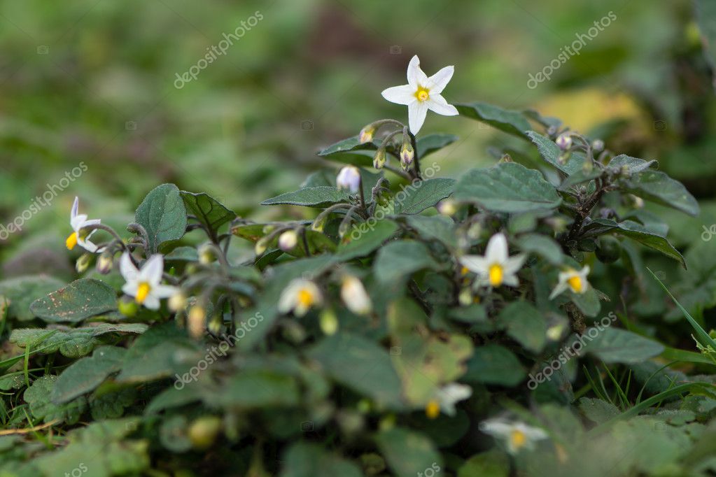 European black nightshade (Solanum nigrum) in flower Stock Photo by ...
