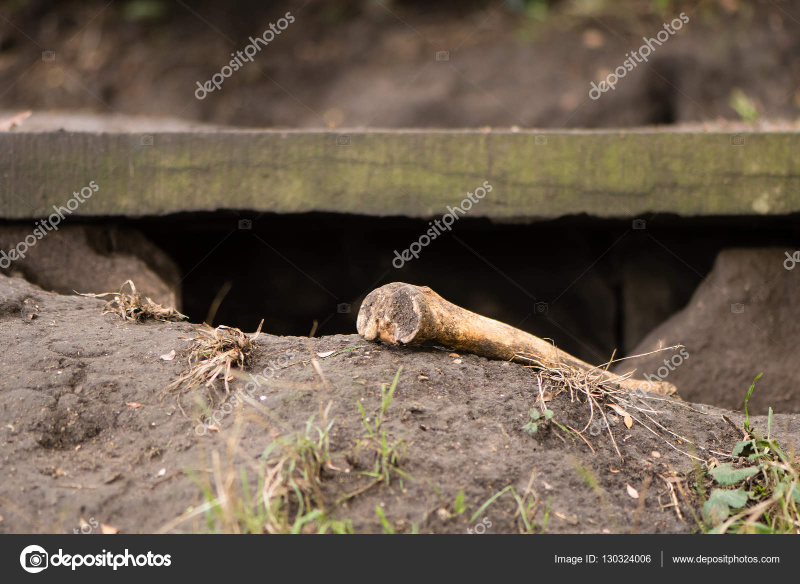 Human bone in graveyard, unearthed by badgers Stock Photo by ...
