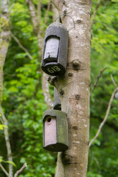 Bat box and bird box attached to tree - Stock Image - Everypixel