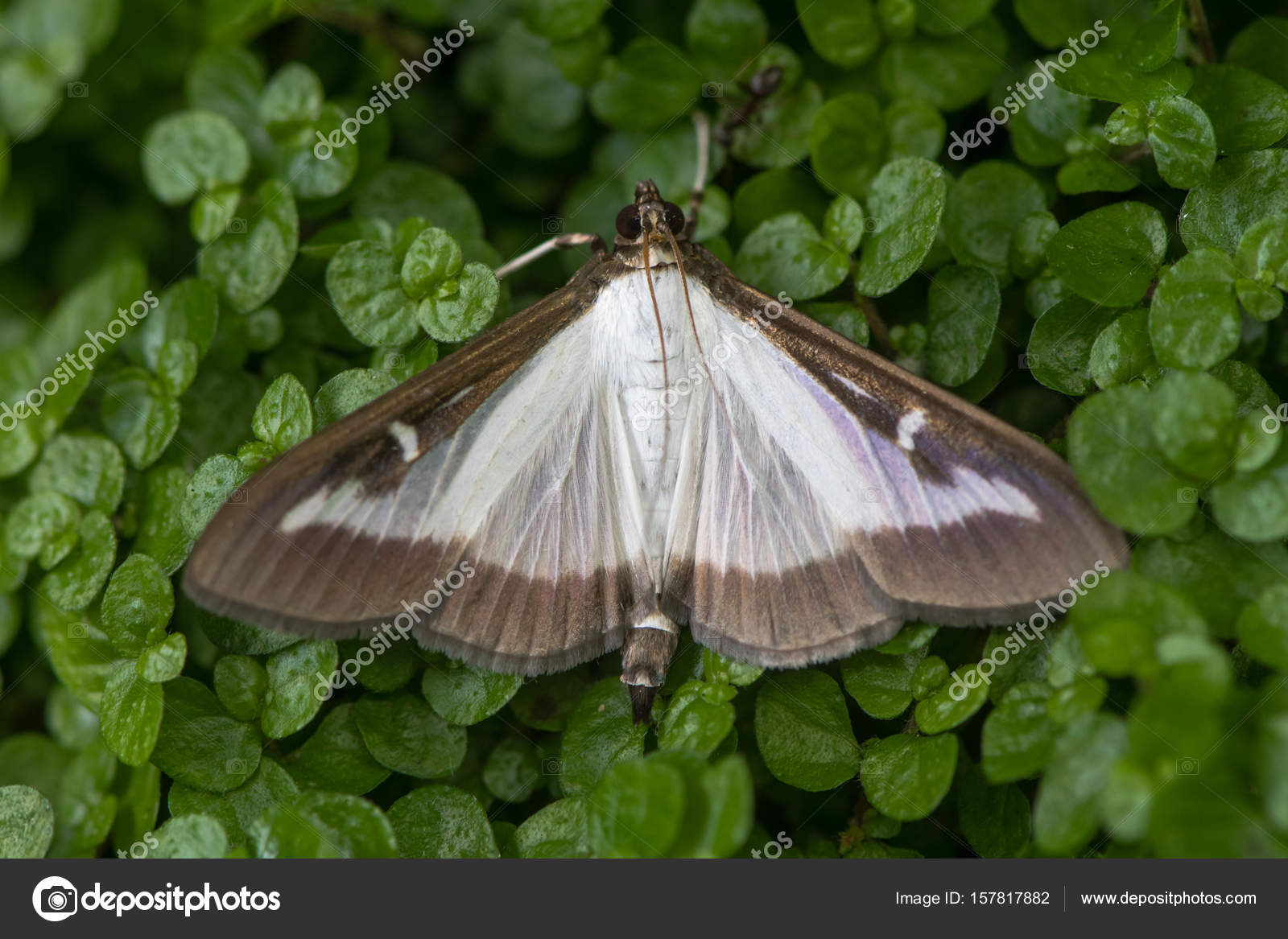 Box tree moth (Cydalima perspectalis) — Stock Photo © IanRedding #157817882