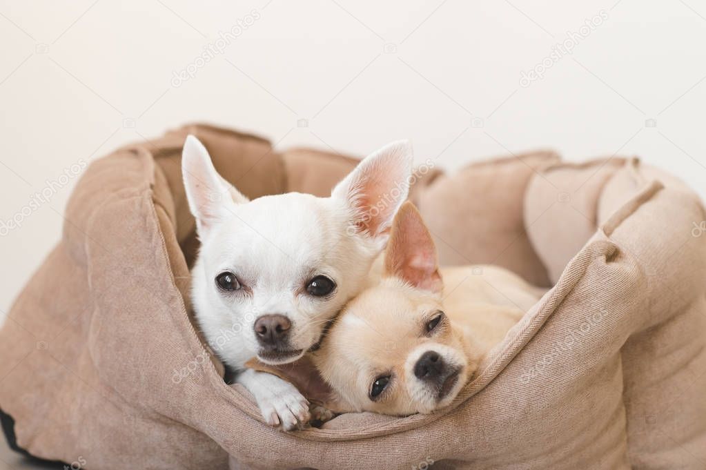 Dos lindos, lindos y hermosos cachorros mamíferos de raza doméstica ...