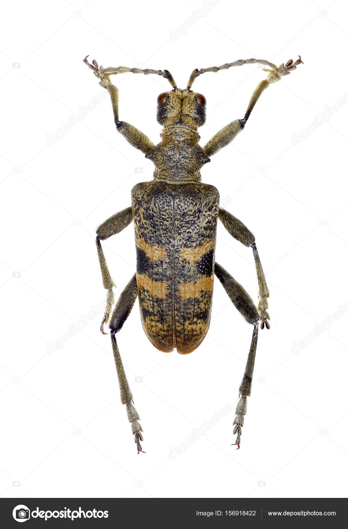 Blackspotted Pliers Support Beetle on white Background - Rhagium mordax ...