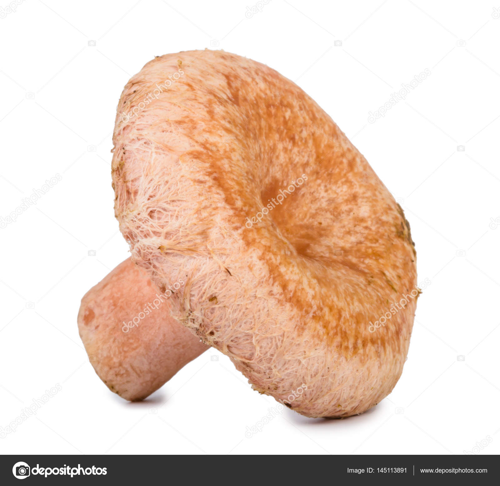 Woolly milkcap mushroom Stock Photo by ©baiganov.gmail.com 145113891