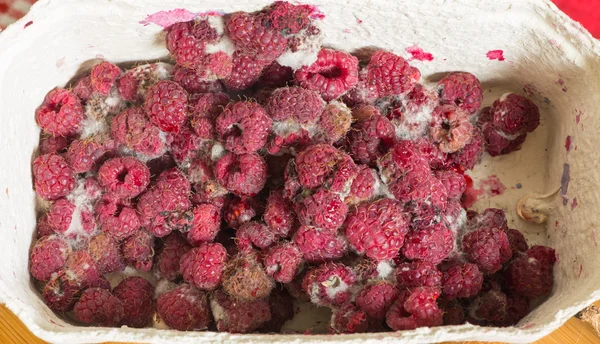 Moldy Raspberries