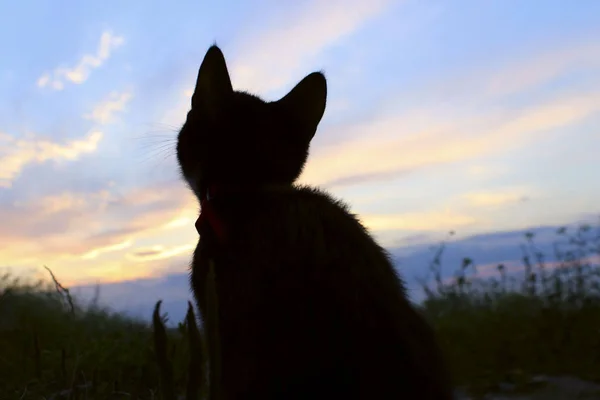 Silhouette Of Cat At Beautiful Sunset. Cute Cat On The Road,Sunset ...