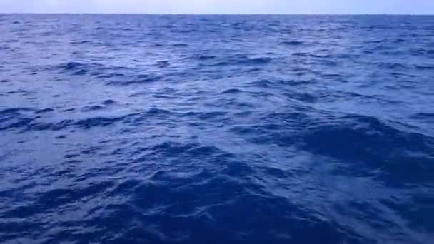 Tourists Take Photos Dolphins Boat Lovina Bali — Stock Video ...