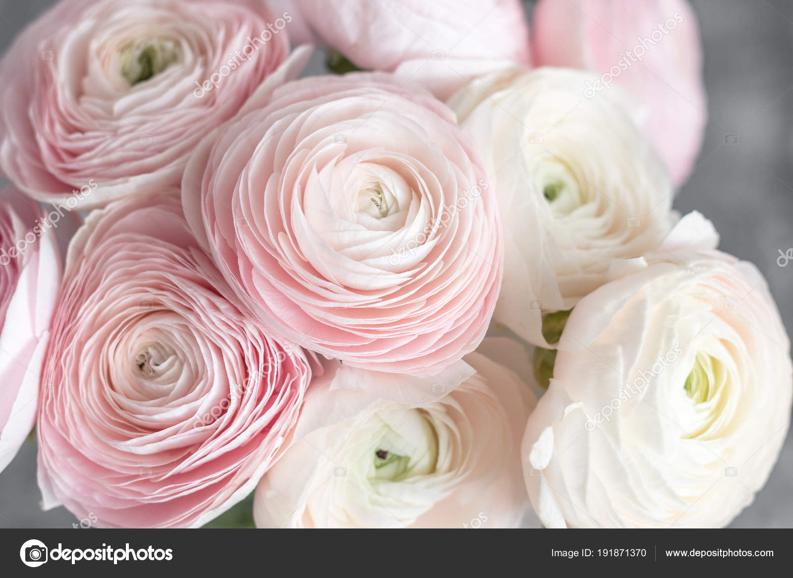Light Pink Ranunculus