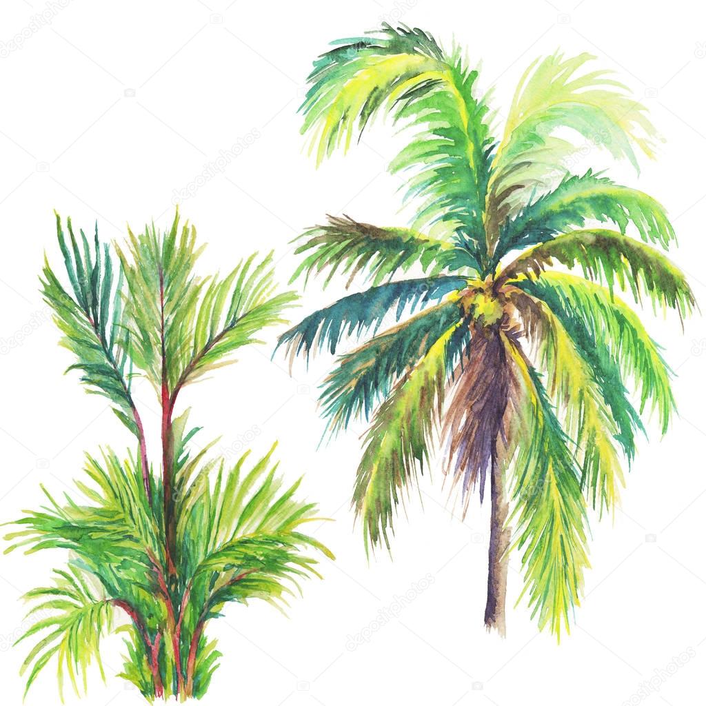 Dos palmeras acuarelas dibujadas a mano. ilustración. 2024