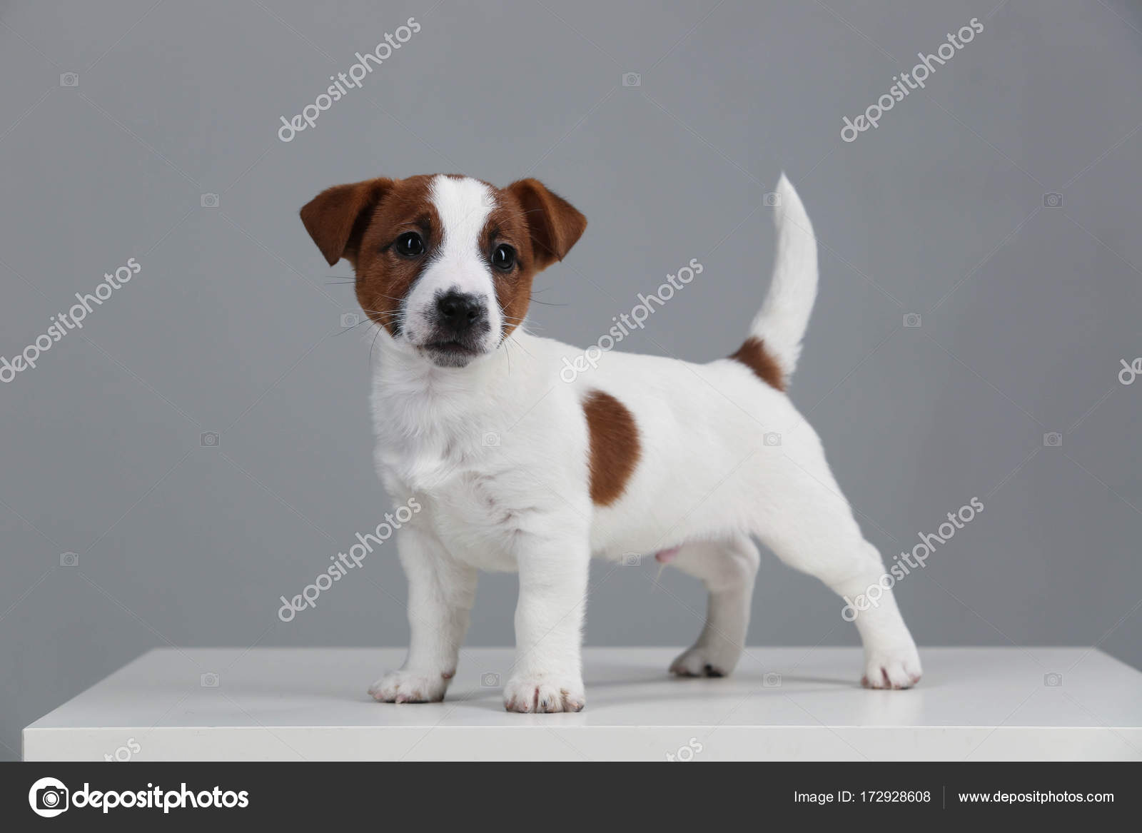 Isolated jack russell pup. Close up. Gray background Stock Photo by ...