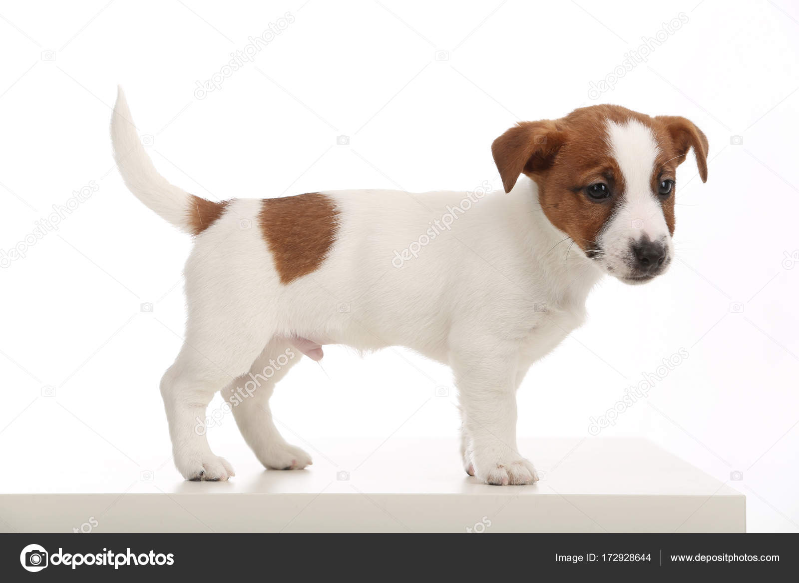 Jack russell terrier standing profile. Close up. Gray background Stock ...