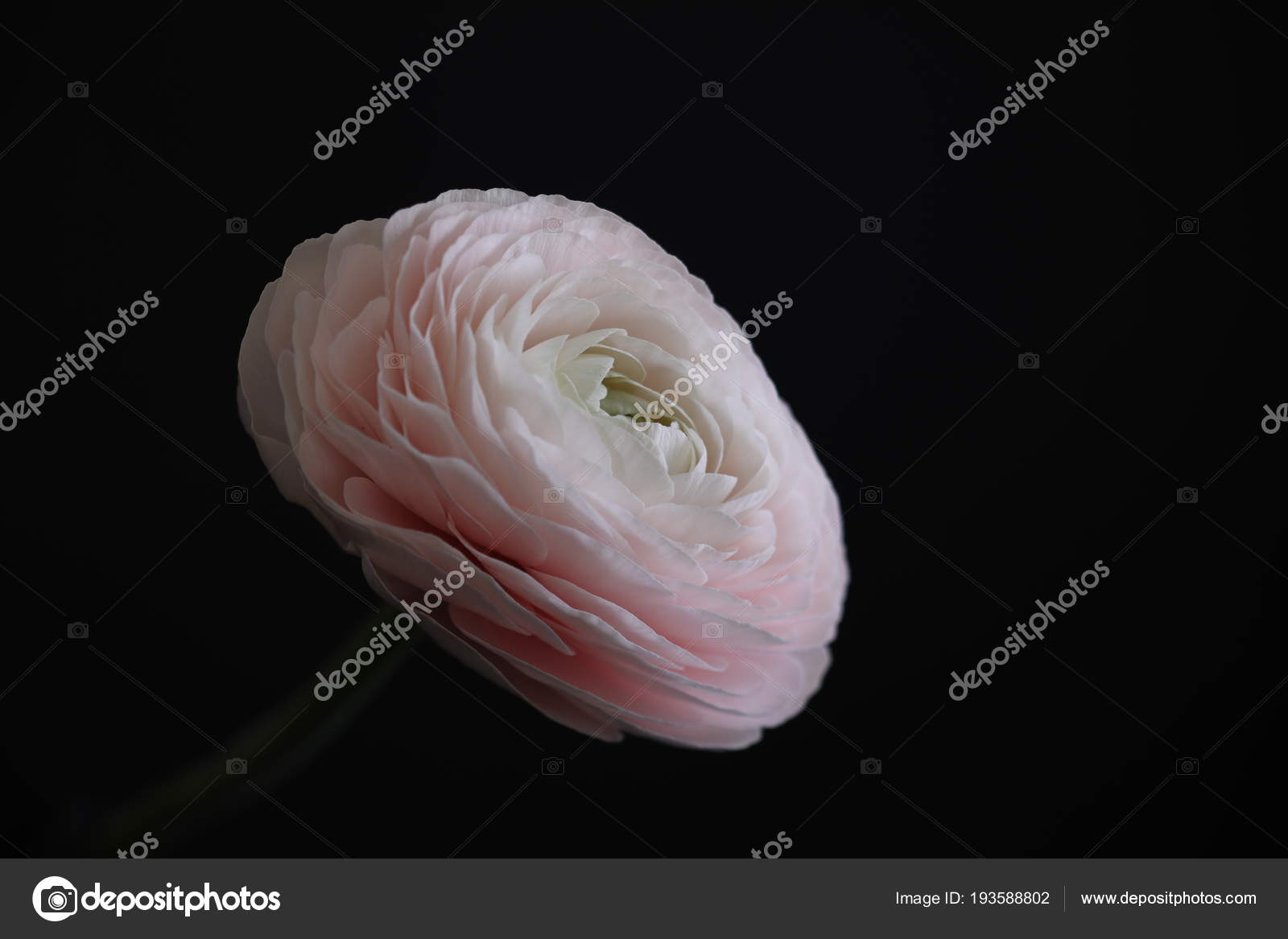 Pink paigle. Black background Stock Photo by ©kazanovskyiphoto.gmail ...