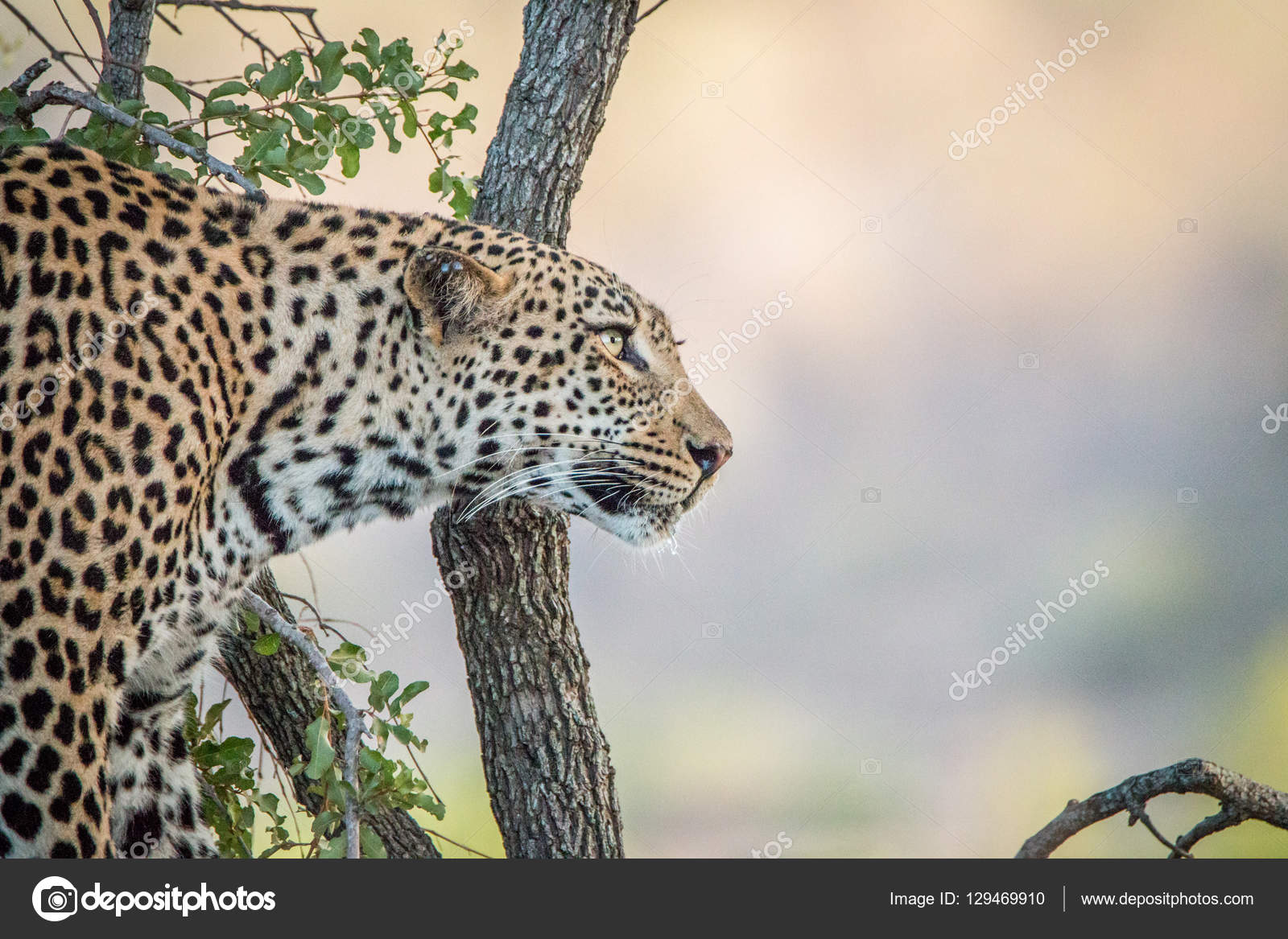 African Leopard Profile