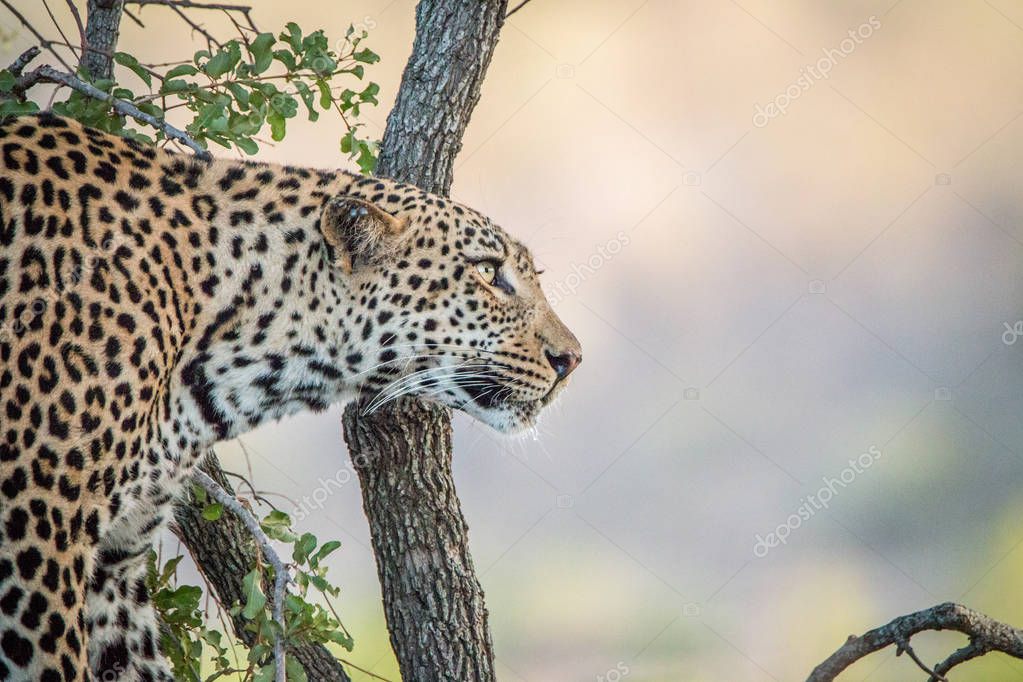 African Leopard Profile