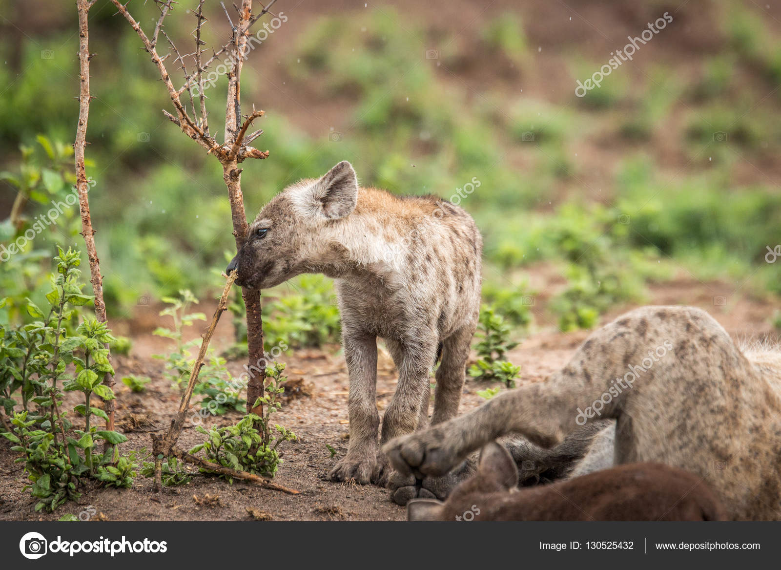 Baby Spotted Hyena