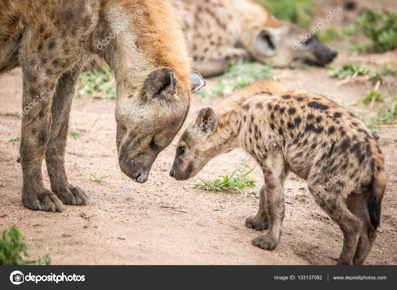 African Baby Hyena