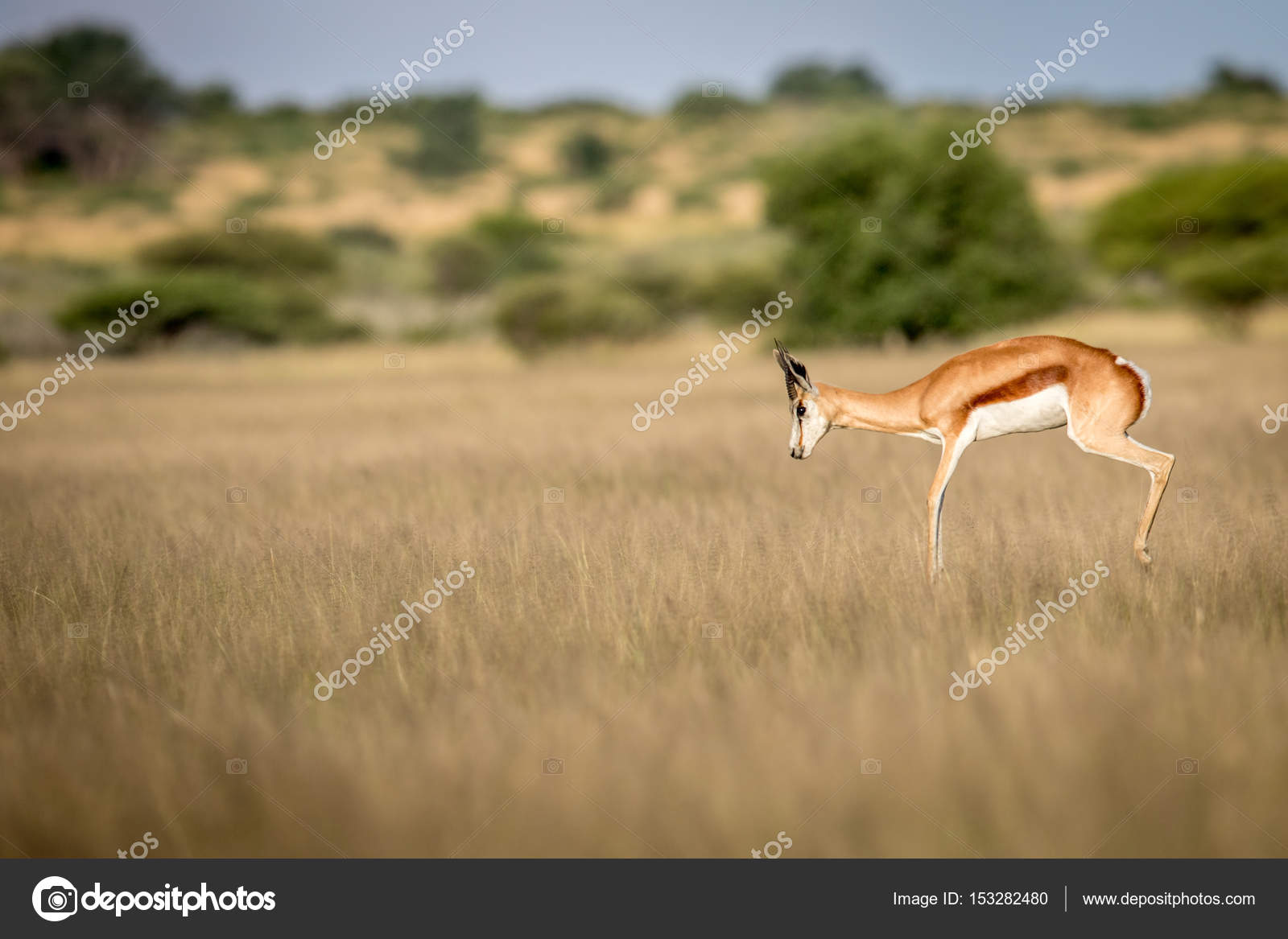 Springbok Pronking