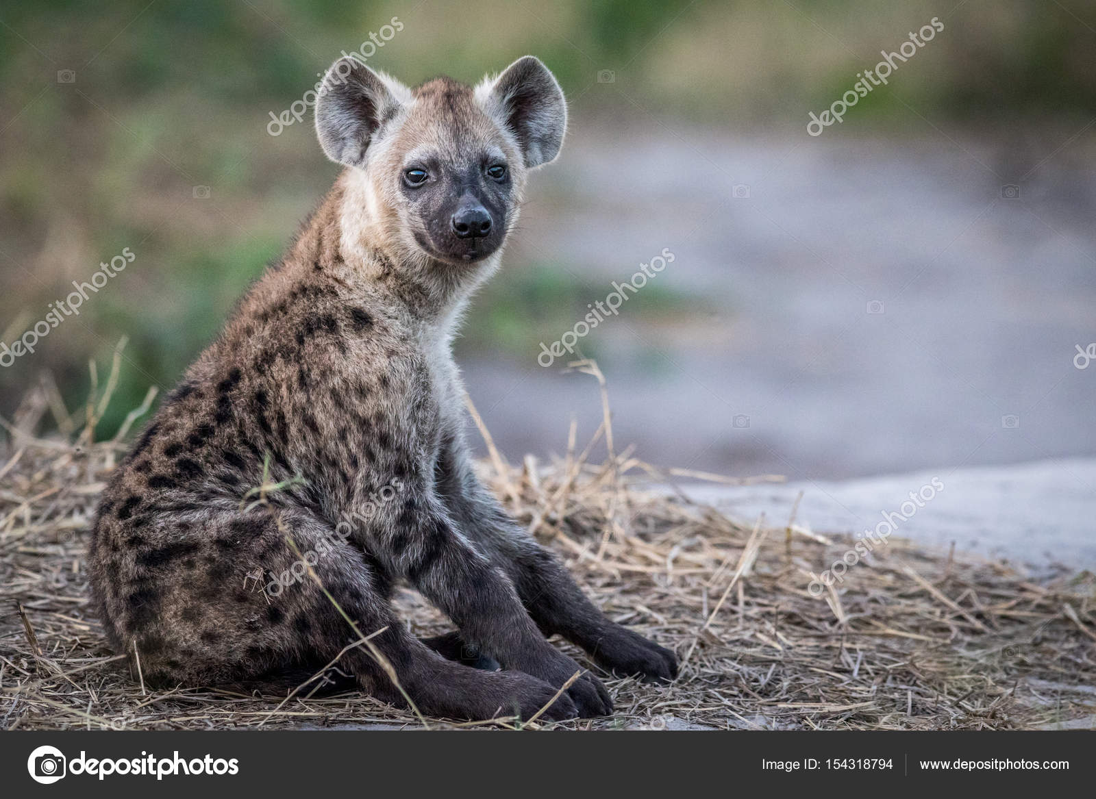 Young Spotted hyena sitting down. Stock Photo by ©Simoneemanphotography ...