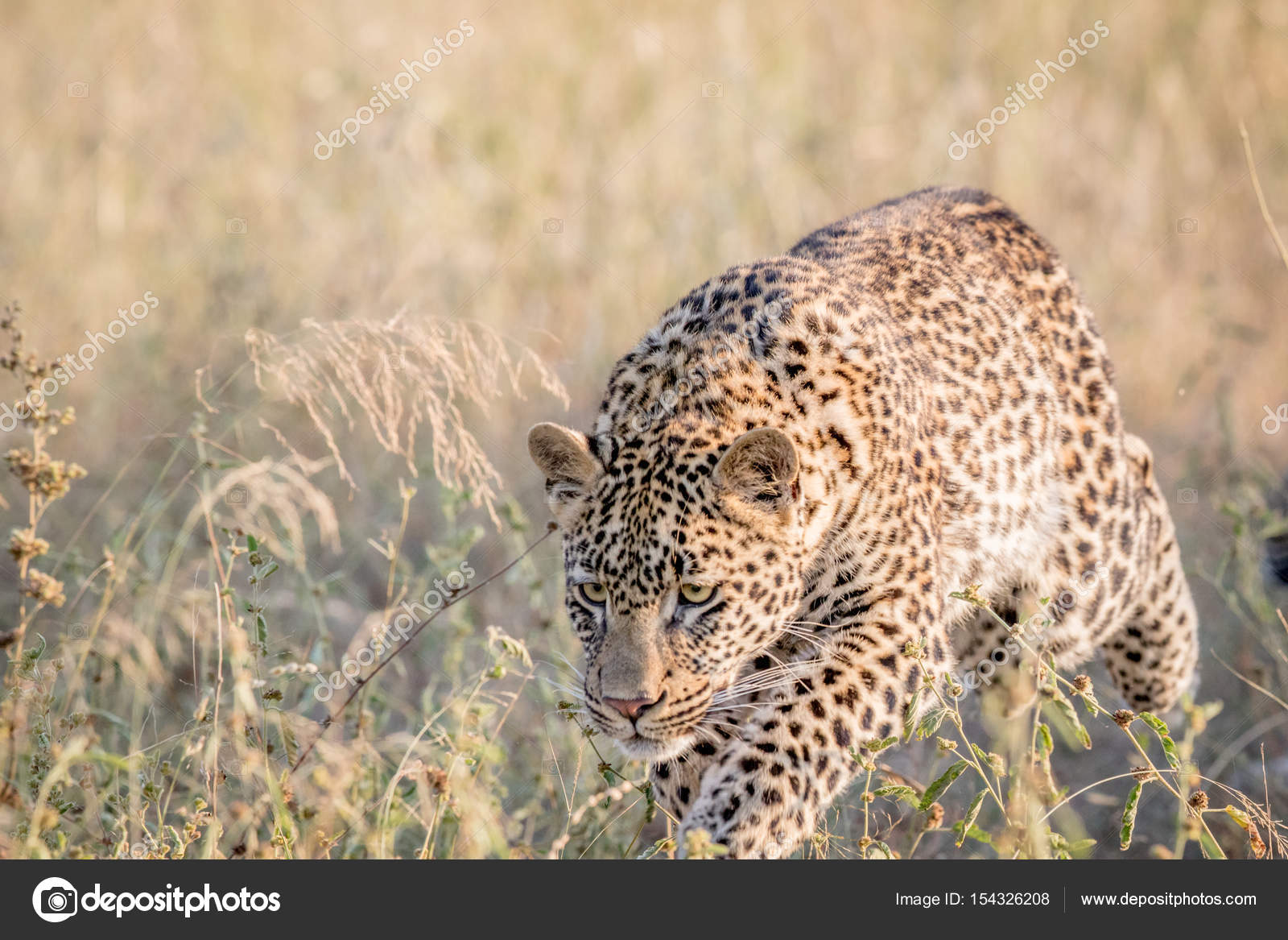 Leopard Pouncing