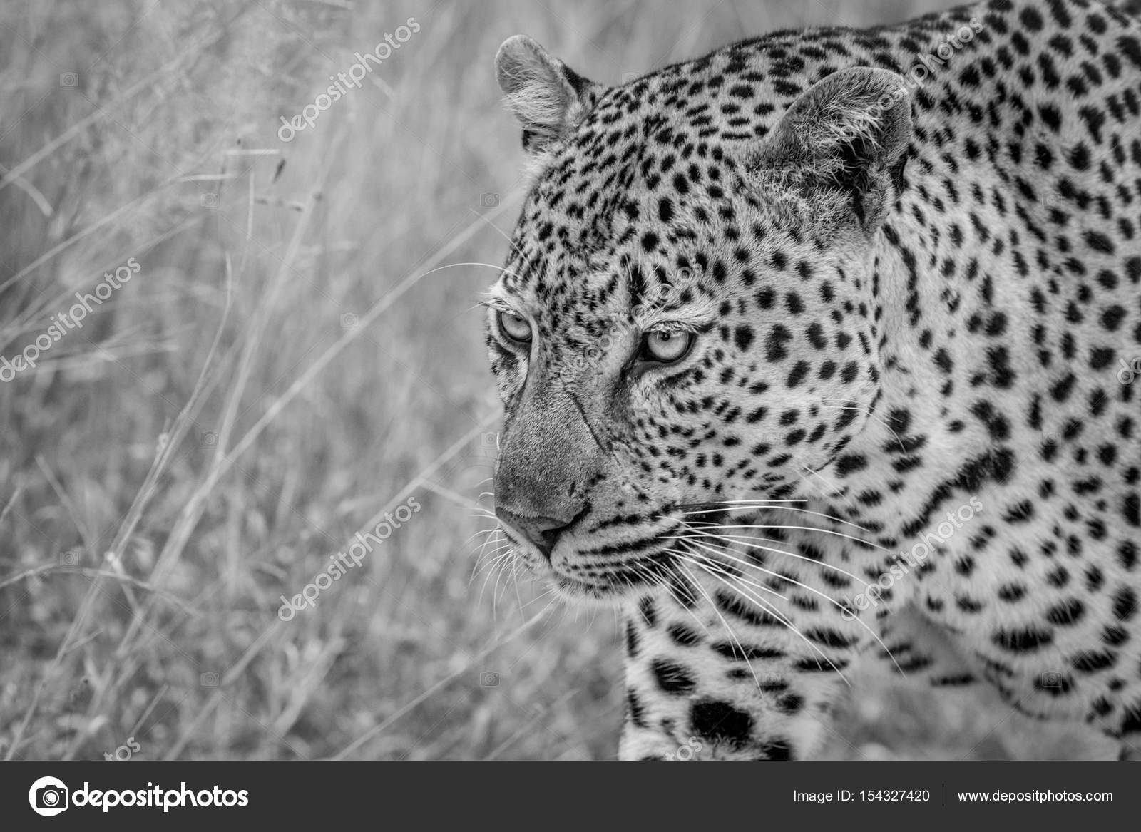 Side profile of a big male Leopard. — Stock Photo ...