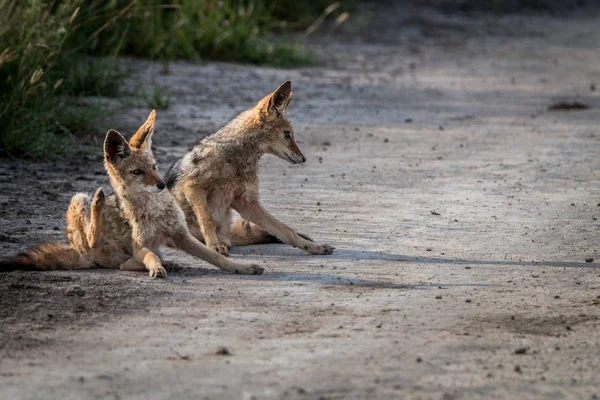 ᐈ Jackals stock images, Royalty Free jackals photos | download on ...